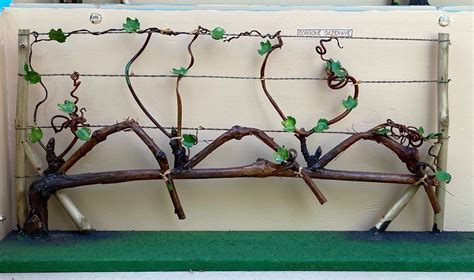 Proantic Model For Vine Pruning Demonstration