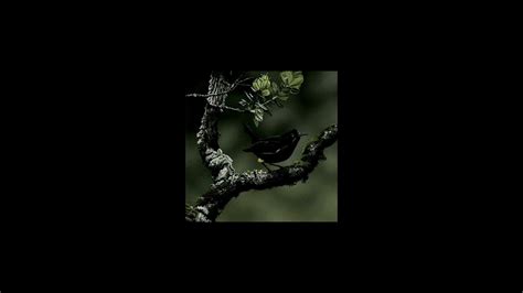 Apathy Slowed Kauaʻi ʻōʻō Last Song Youtube