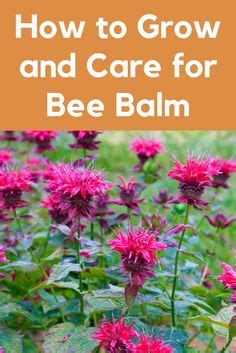 How To Grow And Care For Bee Balm Bee Balm Plant Bee Balm Plant Care