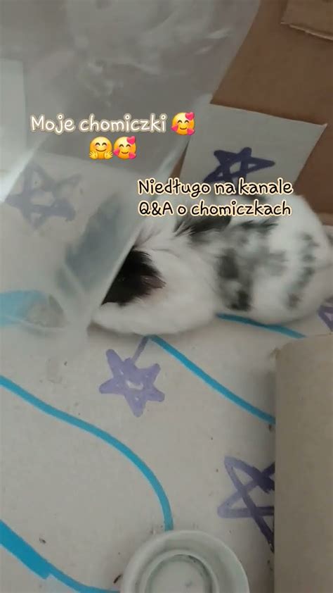 Moje Chomiczki Youtube