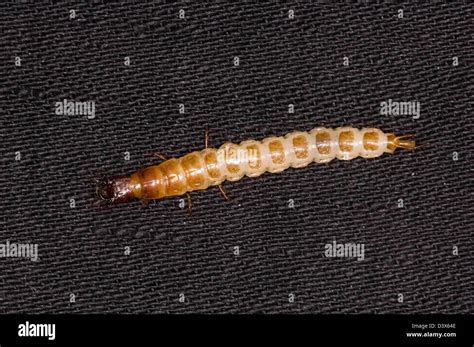 CHRYSOPA SP Lacewing Larva Stock Photo Alamy