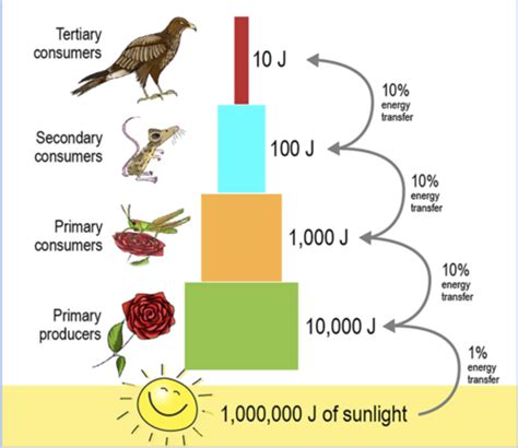 Biology Exam Flashcards Quizlet