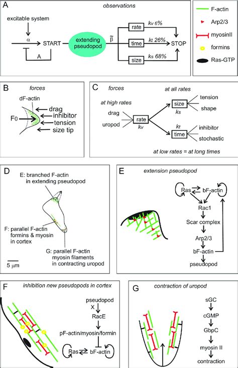 Summary And Unified Model Of Pseudopod Extension A Schematic Of Download Scientific Diagram