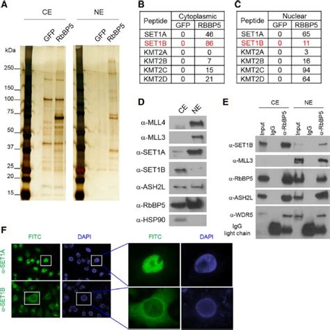 A Cytoplasmic Version Of The Compass Complex A Mcf7 Cells Were