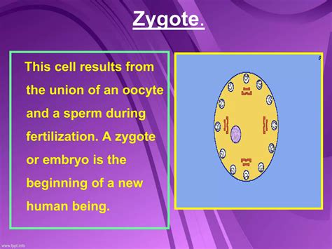 Embriology Of Human Ppt