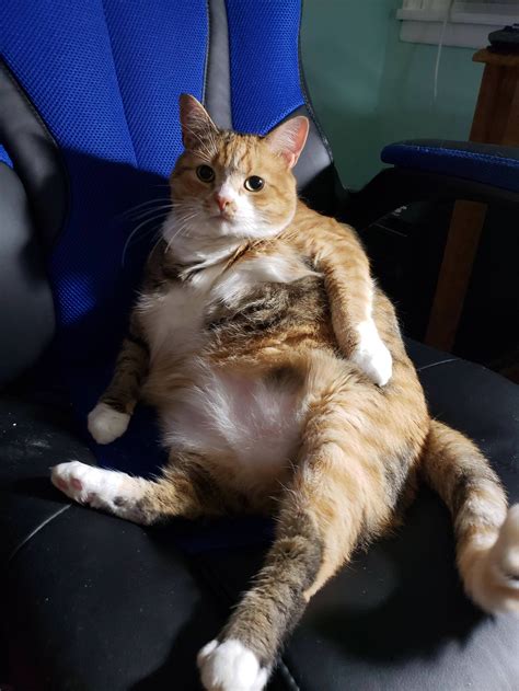 8442 Best R Delightfullychubby Images On Pholder Not A Trap I Promise