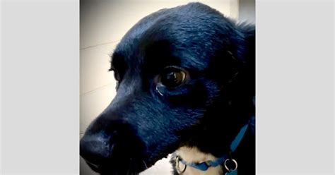 Border Collie A Hero True Lassie To Man Who Well 70 Feet In Tahoe