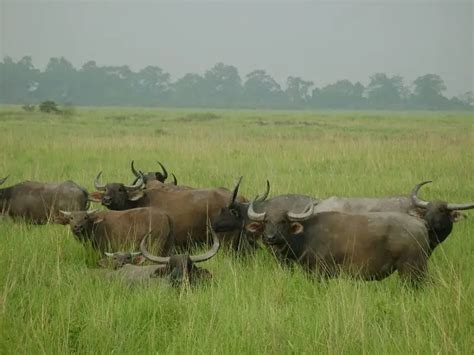 Asian Wild Water Buffalo Facts Diet Habitat And Pictures On Animaliabio