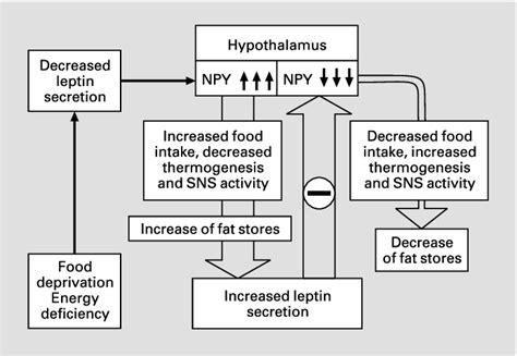 Exams And Me Neuropeptide Y