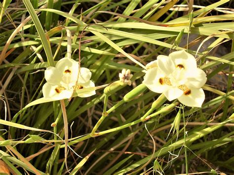 20 Yellow African Iris Fortnight Lily Dietes Bicolor Butterfly Etsy