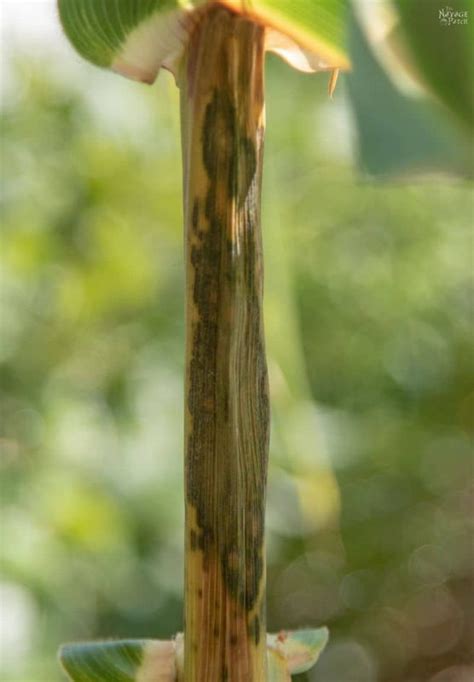 How To Buy Grow And Use Rainbow Glass Gem Corn Its So Easy