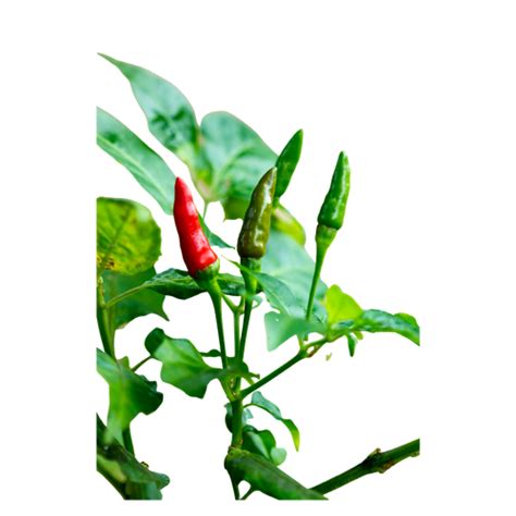Buy Round Chilli Seeds Online Karat Farms Bangalore
