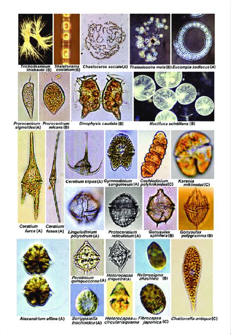 Red Tide Microalgae A Useful Mostly Harmless B Potentially Harmful