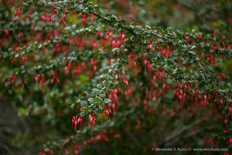 Ribes Speciosum Alexander S Kunz Photography