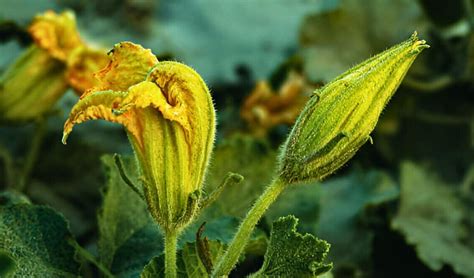 What Does A Pumpkin Plant Look Like A Visual Guide