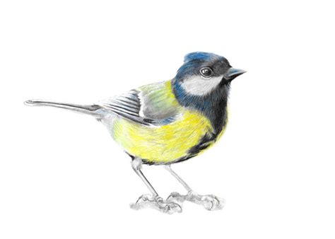 Original Artwork Original Great Tit Colour Pencil Drawing By Wildlife