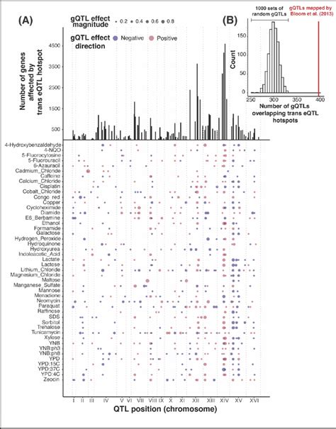 Trans Eqtl Hotspot And Gqtl Locations A The Top Panel Shows The Download Scientific Diagram