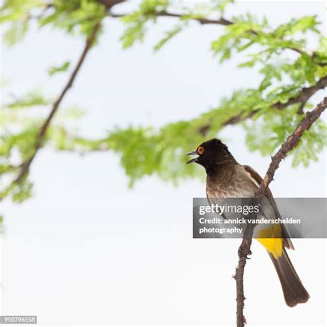Pycnonotidae Photos And Premium High Res Pictures Getty Images