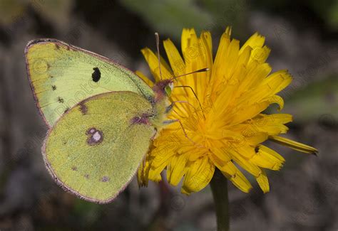 Image Clouded Yellow Butterfly By Ann Healey