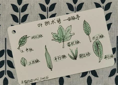 🌿叶脉的分类与名称🌿