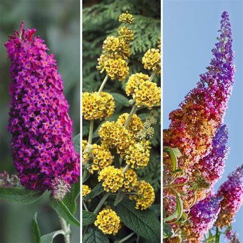 Colorful Butterfly Bush Collection Plant Addicts