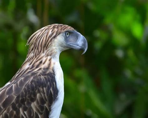 Philippine Eagle Birds Wiki Fandom