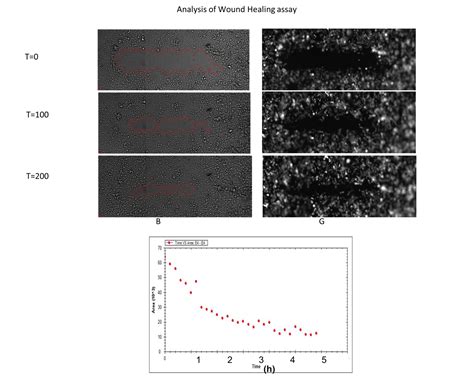 Scratch Assay Wound Healing Assay Applications