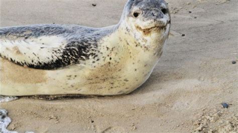 Juvenile Leopard Seal Shot Dead At Southland River Mouth Nz Herald