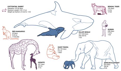 Mammals Pictures With Babies