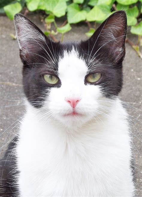 White Cat With Black Spots