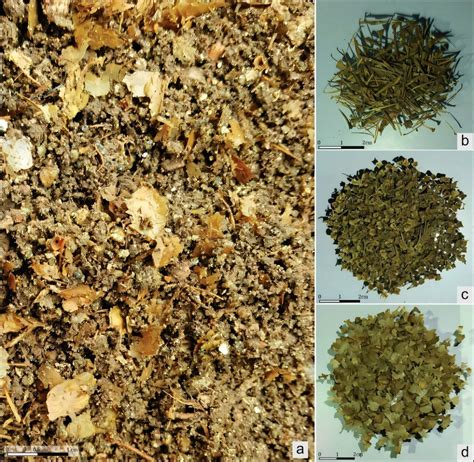Ancient Dna Reveals Precise Timing Of Neanderthal Human Mixing
