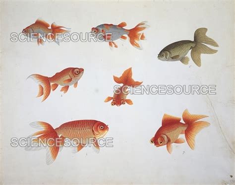 Carassius Auratus Carassin Stock Image Science Source Images