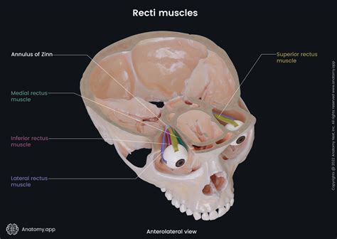 Inferior Rectus Encyclopedia Anatomyapp Learn Anatomy 3d