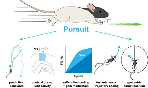 Switching Between Egocentric And Allocentric Coordinates Sainsbury Wellcome Centre