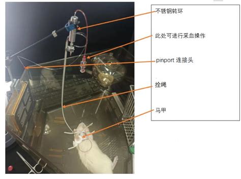 大鼠葡萄糖钳夹实验安装流程详解生物器材网