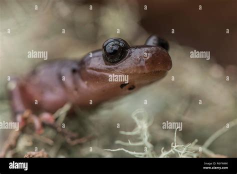 A Close Up Of The Face Of A Arboreal Salamander Aneides Lugubris A