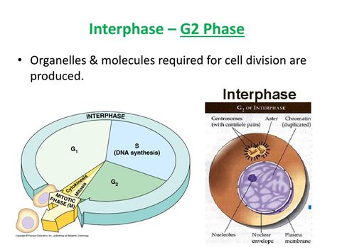 Ppt Cell Growth Powerpoint Presentation Free Download Id1968209