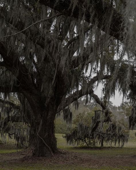 360 Macbeth Images Ideas In 2025 Macbeth Southern Gothic Aesthetic Church Aesthetic