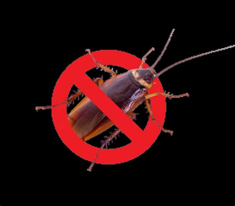 Common Cockroach Species In Sydney Identifying Household And