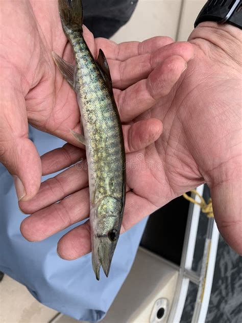 Fresh Redfin From The Sea Stock Image Image Of Trade 34459591