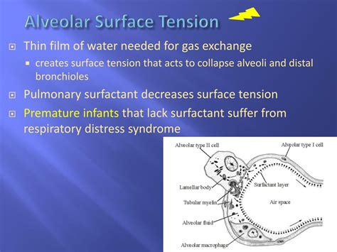 How Does Alveolar Surface Tension Affect Ventilation At Alfred