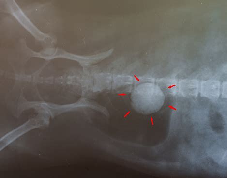 X Ray Para Piedra De La Vejiga En Perros Foto De Stock Y Más Banco De