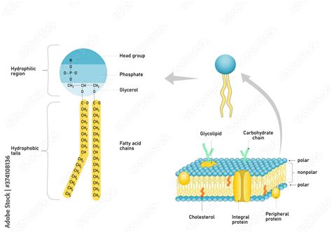 What Are The Components Of The Phospholipid Head Which Contribute To