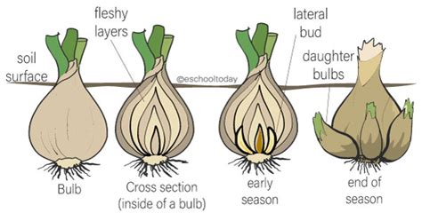 Asexual Reproduction In Plants With Bulbs Asexual Reproduction In