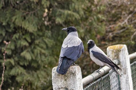 Hooded Crows Gray Free Photo On Pixabay Pixabay