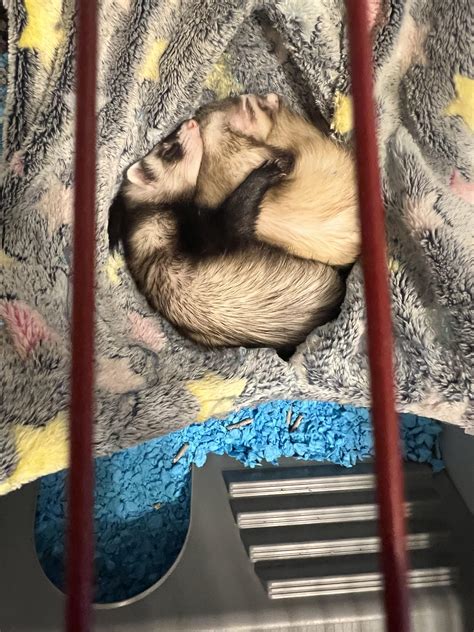 Cute Spooning Moment R Ferrets