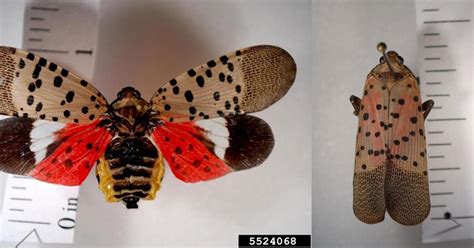 Spotted Lanternfly Now Confirmed In Kentucky Community Somerset