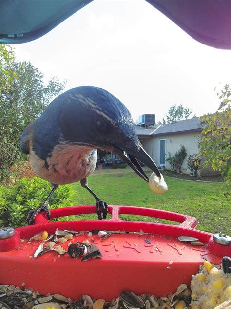California Scrub Jay Serving Some Sassy Angry Eyebrows Rbirdbuddy