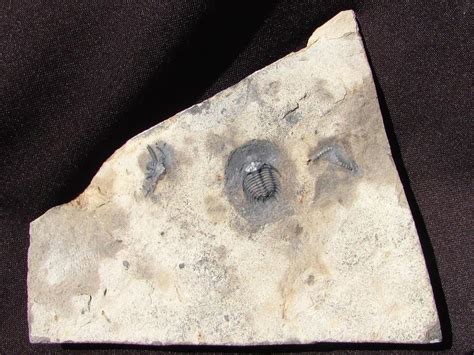 Rare Prone Meadowtownella Trilobite Fossil Walcott Rust Quarry