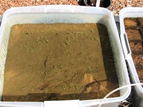 Frc And Chico State Complete Year 1 Of Z Grass Propagation Research